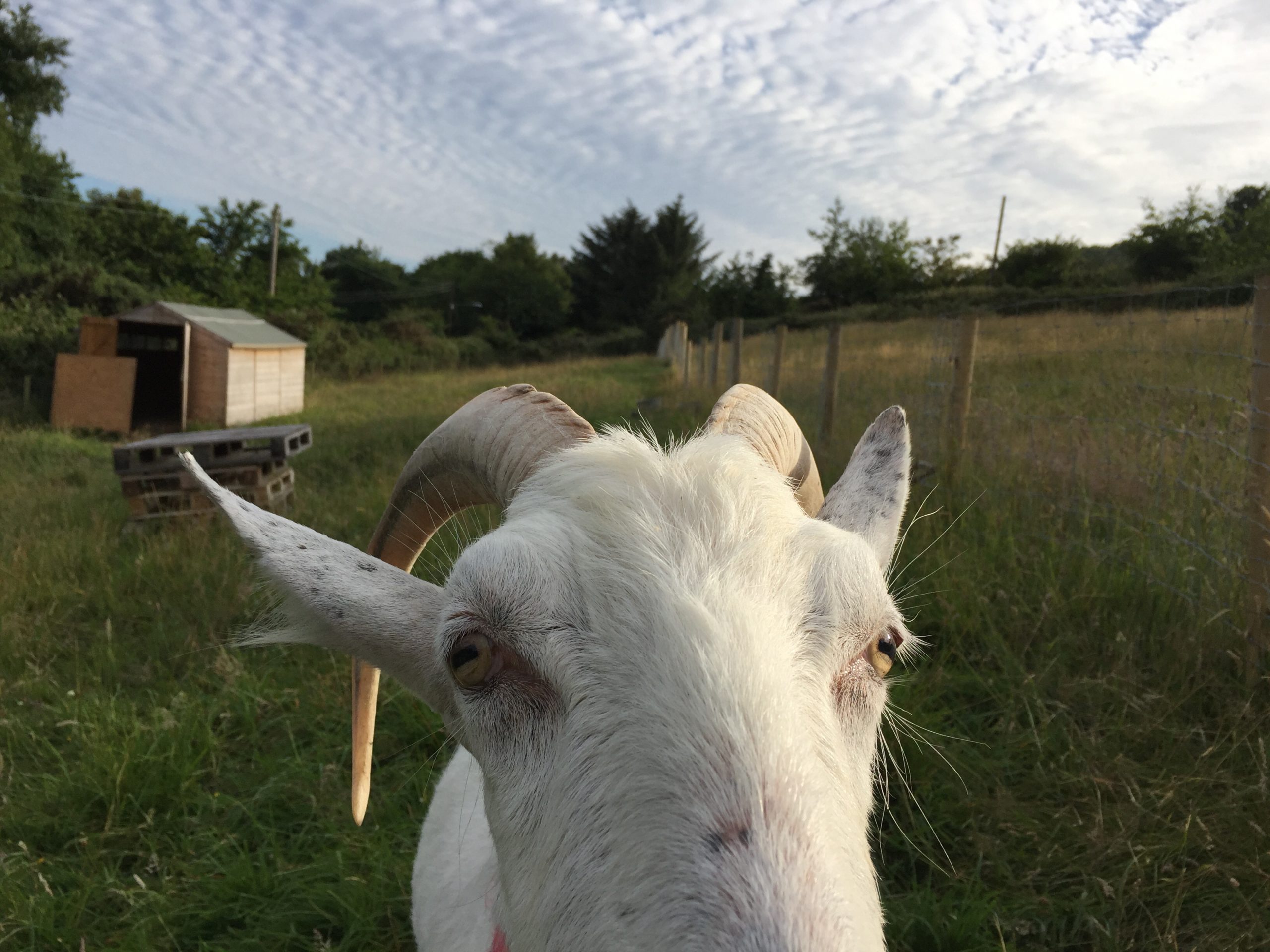 Henry the Goat - Forever the GOAT - Crenk